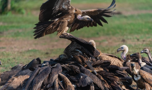 Vulture Conservation Efforts in India: Battling Toxic Threats to ...