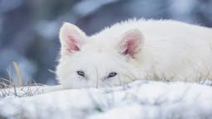 De-extinction: Has an American firm resurrected the dire wolf? Lets ...